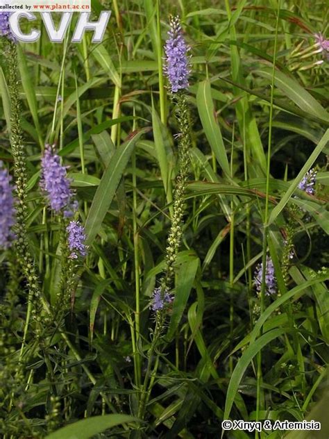 Veronica Linariifolia Pall Ex Link Subsp Dilatata Nakai Et