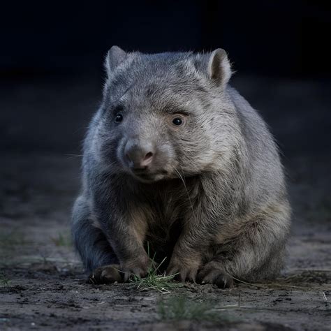 Sad Wombat Premium Ai Generated Image
