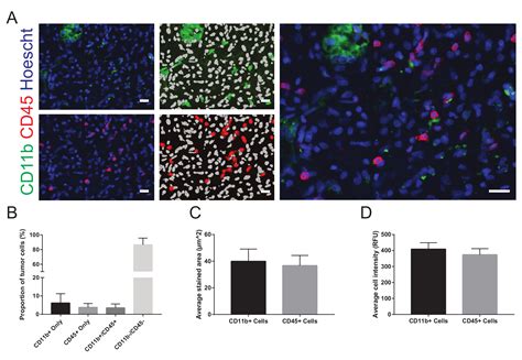 Automated Slide Scanning And Segmentation In Fluorescently Labeled Tissues Using A Widefield