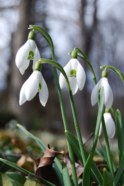 Snowbells First Sign Of Spring