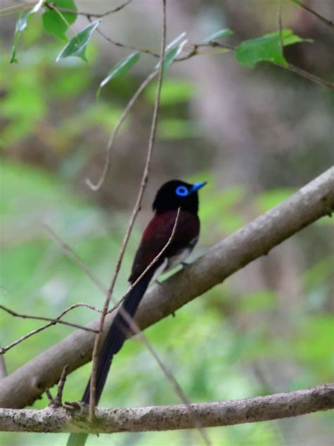 リベンジさせて下さいサンコウチョウ GANREF