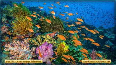 Ppt The Most Beautiful Coral Reefs In The World Powerpoint