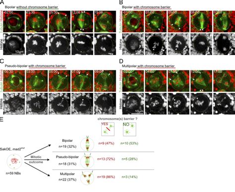 Chromosomes As Physical Barrier Can Perturb Centrosome Clustering In