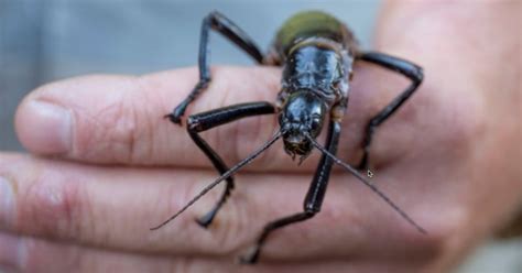 Profiling The Lord Howe Island Phasmid