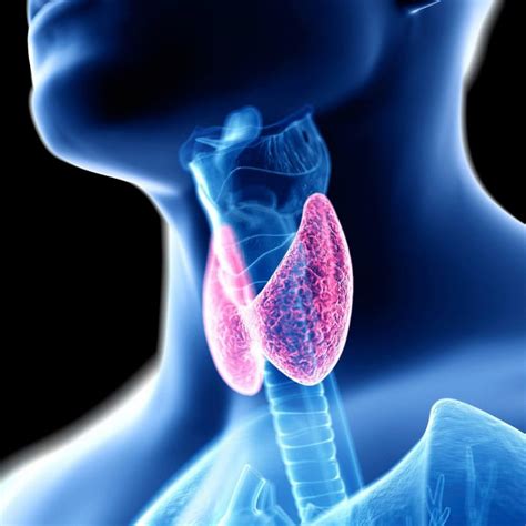 Thyroid Medicine Conversion Chart