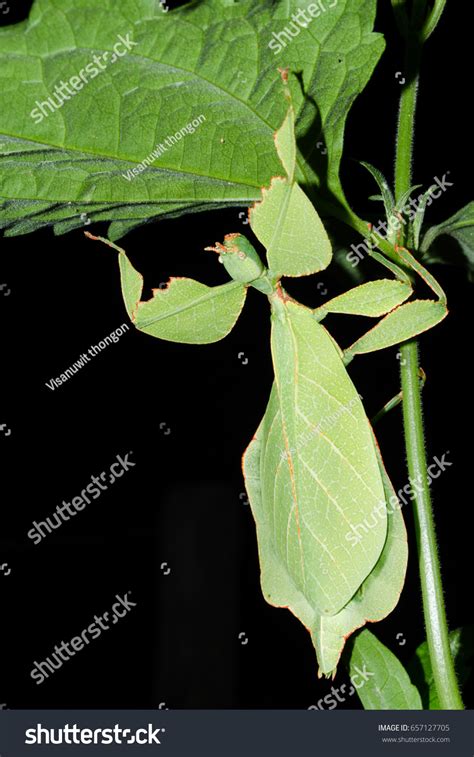 Phyllium Bioculatum Have Extremely Flattened Irregularly Nh C
