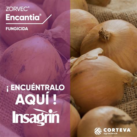 Zorvec® Encantia® Nuevo Fungicida Para El Manejo De Gota Y Mildeo Velloso