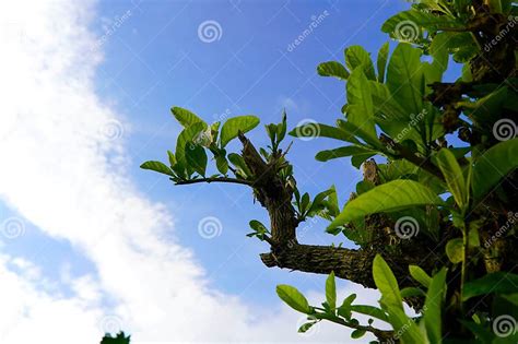 Green Leaves With Blue Sky Background Green Leaves With Blue Sky Background Stock Image Image