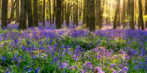 Balancing Progress And Preservation The Impact Of The Ecological Survey Calendar On Developers