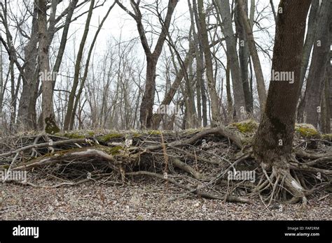 Exposed Tree Roots On A River Bank In Minnesota Stock Photo Alamy