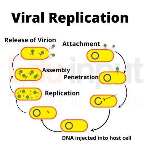 Viral Enzymes Examples At Neal Marquez Blog