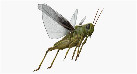 3d Grasshopper Jumping Pose Turbosquid 1234459