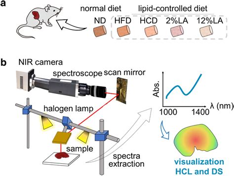 Schematic Illustration For Nir Hsi Analysis Of The Liver Of Mice Fed