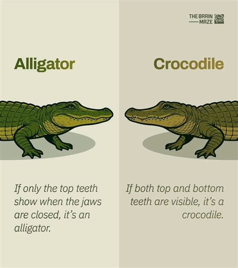 Can You Spot The Difference Between An Alligator And A Crocodile 🐊
