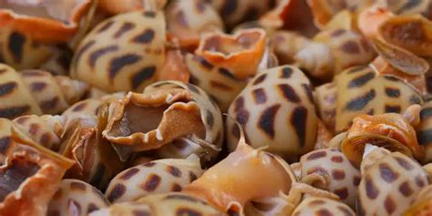Whelk Calories And Nutrition Facts