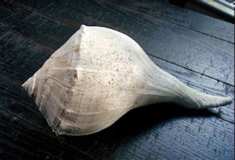 Large Fossil Whelk Sea Shell For Wicca Sea Alters Shells Fws1 Large