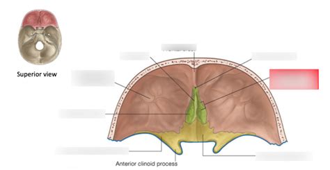 Anterior Cranial Fossa Diagram Quizlet