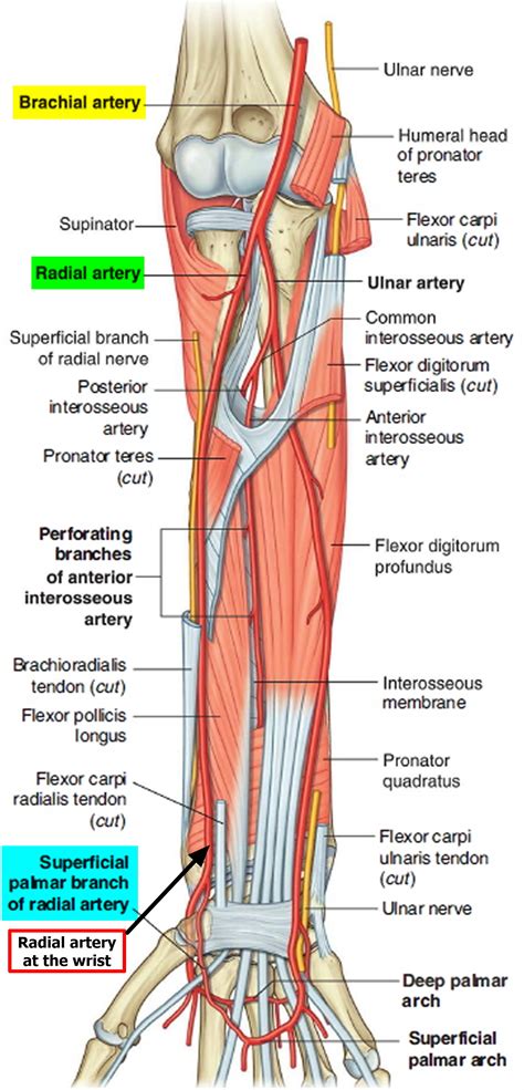 Radial Artery Location In The Arm For Radial Artery Catheterization
