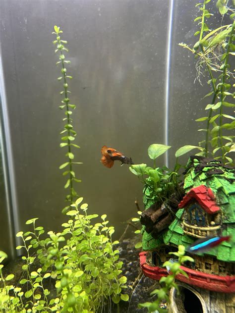 What Sex Are They R Guppies