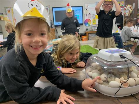 Adm Pen Pals Poultry This Black Sex Link Chicken Is Approximately 15 Weeks Of Age Black Sex