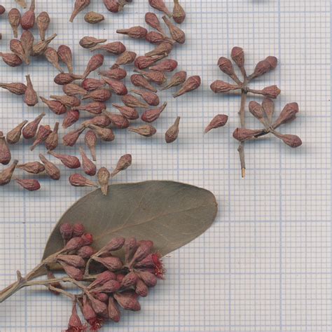 Eucalyptus Viminalis Coll Guillot