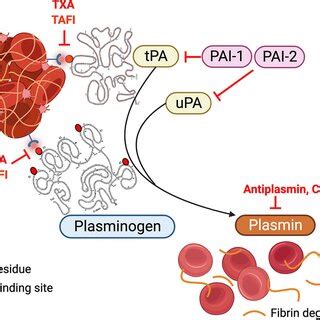 Pdf Tranexamic Acid For Haemostasis And Beyond Does Dose Matter