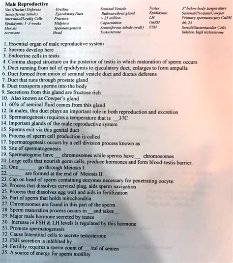 SOLVED Need Help With Questions To Please Thanks Male Reproductive Vas Ductus Deferens