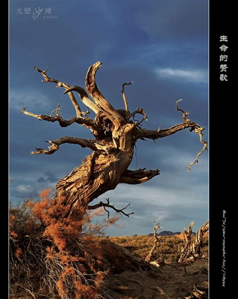 生命的赞歌新疆木垒胡杨林印象摄影图片新疆木垒县生态摄影 孟戈摄影作品 太平洋电脑网摄影部落