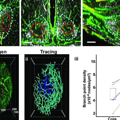 Capillary Network Of Scn Core Vs Shell A Optical Slices 50 µm Of A