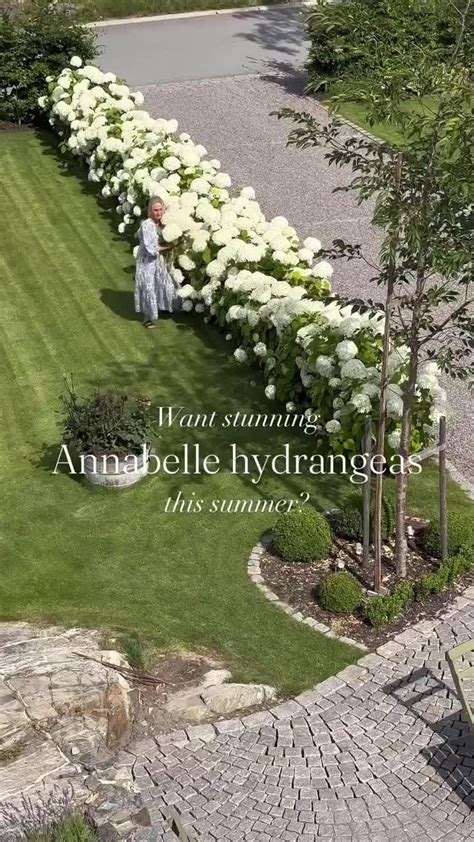 [Видео] «Гортензии — настоящие звезды любого сада Эти потрясающие цветы радуют глаз своим