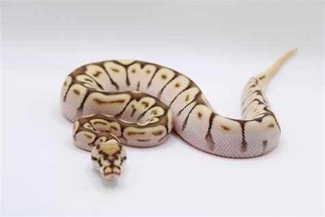 Orange Dream Butter Spider Pos Enchi Pos Het Pied Ball Python By