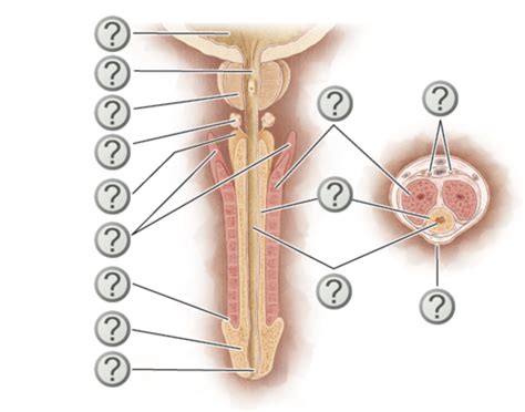 Human Sexuality Internal Structure Of Diagram Quizlet