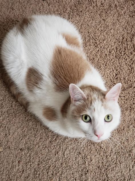 Felix Loaf Scrolller