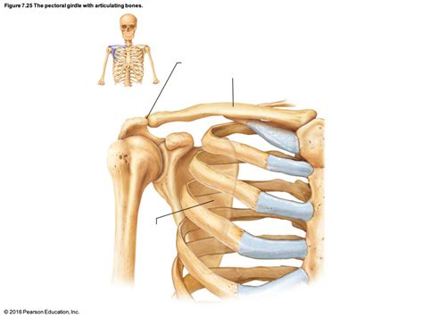 Pectoral Girdle Diagram Quizlet