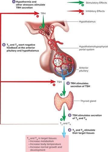 Week 3 Growth And Thyroid Hormone Pathways Flashcards Quizlet