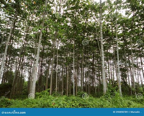 Jabonmerah Trees Stock Image Image Of Lush Forest 290898789