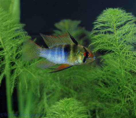 Dwarf Cichlid Photo Wp08519