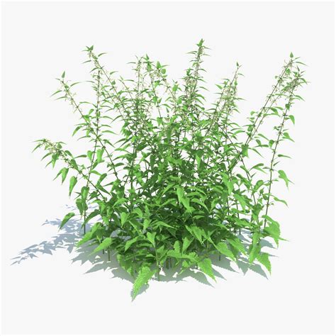 Common Nettle Grass 3d Model 39 Max Obj Fbx Free3d