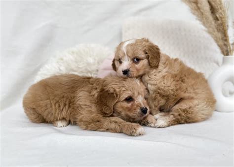 Welpen Maltipoo Cockapoo Cavapoo Havapoo Pudel Austriadeutschland