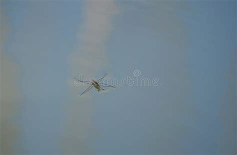 Insect Gerris Lacustris Stock Image Image Of Surface 124349901