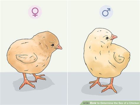 Ways To Determine The Sex Of A Chicken WikiHow