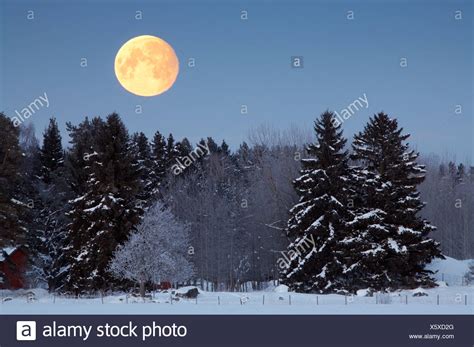 Pine Trees Forest Snow Night High Resolution Stock Photography And Images Alamy