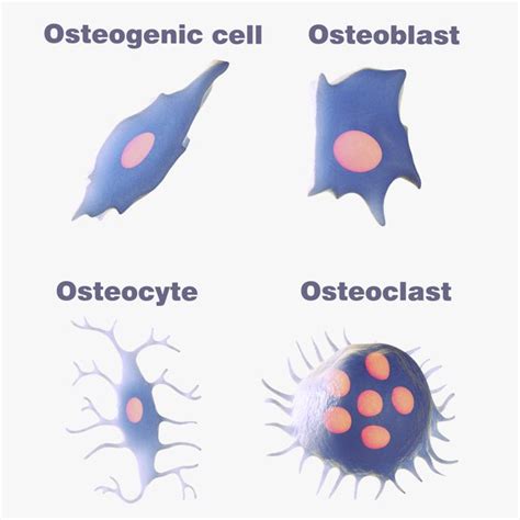 Bone Cell Diagram