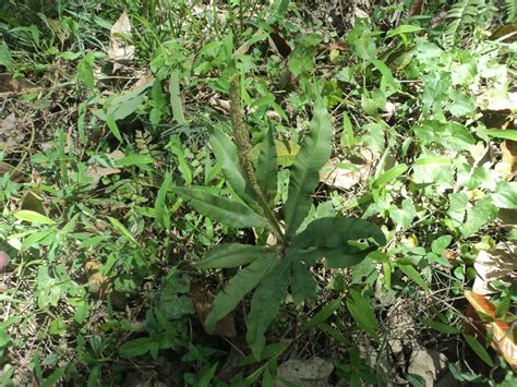 Flora Of Sri Lanka