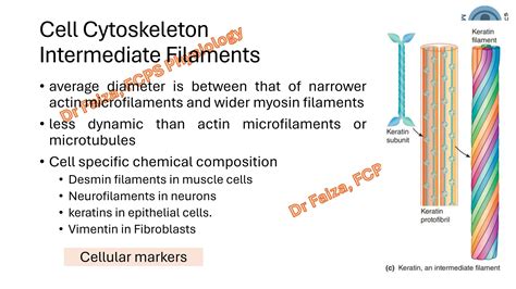 Cell Cytoskeleton And Molecular Motors Pdf