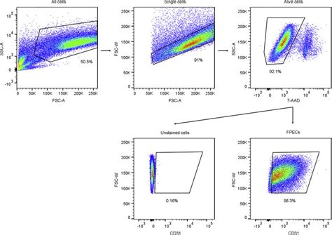 Gating Strategy Used For Flow Cytometry Analysis Of Cd31 Expression On