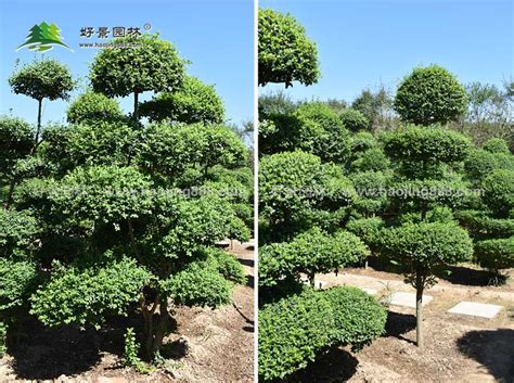 小叶女贞冬季落叶吗 好景园林