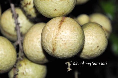 Klengkeng Satu Jari Daun Runcing ~ Leira Buah Tropis