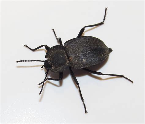 Bug Eric Id Tip Ground Beetle Or Darkling Beetle