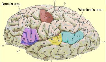 Brain Diagram Brocas Area Wiring Diagram Pictures